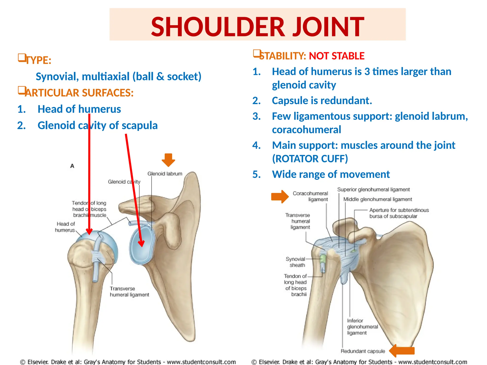 anatomy of shoulder joint and cubital fossa .ppt