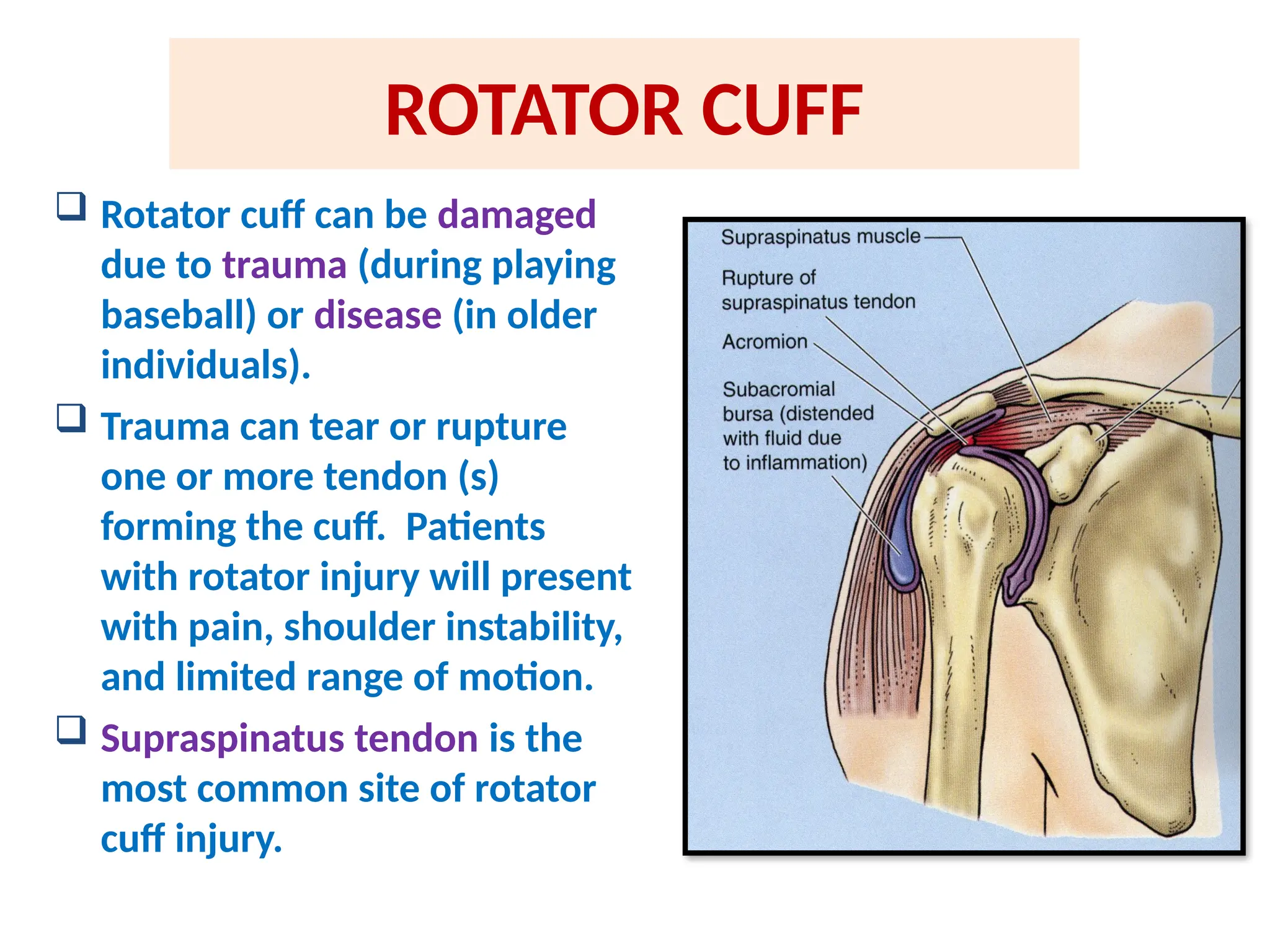 anatomy of shoulder joint and cubital fossa .ppt