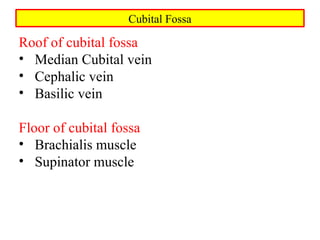 anatomy of shoulder joint and cubital fossa .ppt