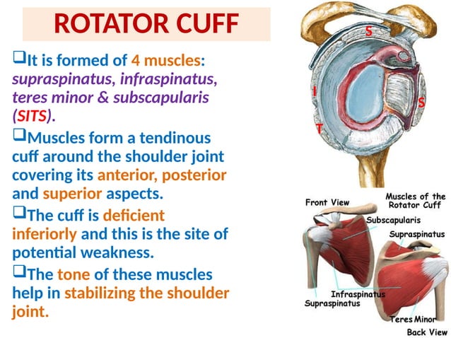 anatomy of shoulder joint and cubital fossa .ppt