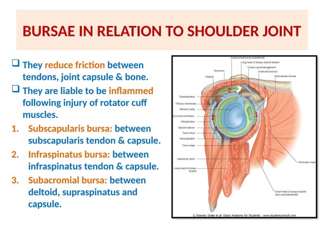 anatomy of shoulder joint and cubital fossa .ppt