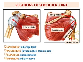 anatomy of shoulder joint and cubital fossa .ppt