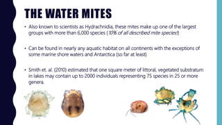 Evolution of North American Micruracarus | PPT