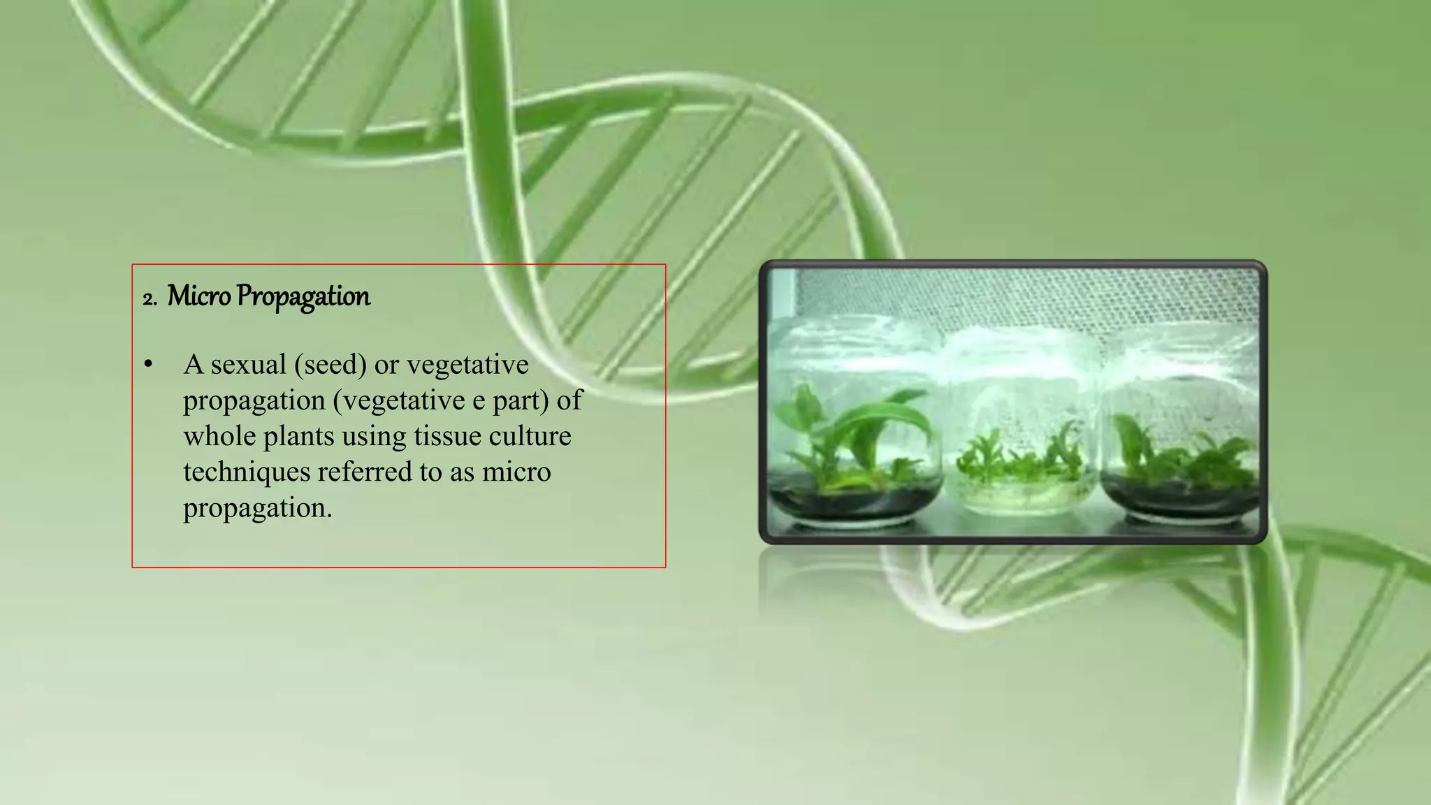 Shoot tip culture | PPTX