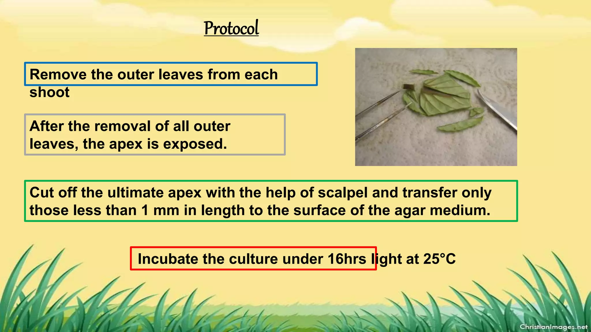 Shoot tip culture | PPTX