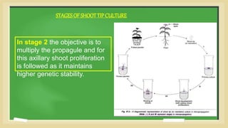 Shoot tip culture | PPTX