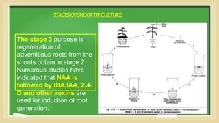 Shoot tip culture | PPTX