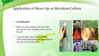 Shoot tip culture | PPTX