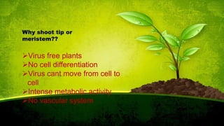 Shoot tip culture | PPTX