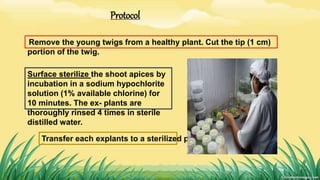 Shoot tip culture | PPTX