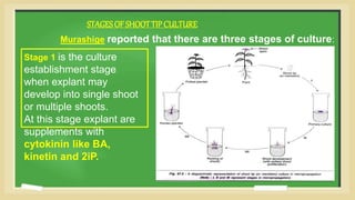 Shoot tip culture | PPTX
