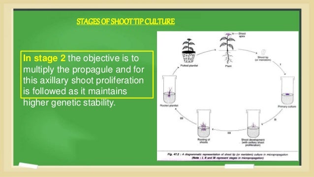 Shoot tip culture