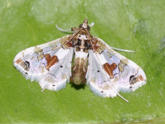 Shoot and fruit borer of brinjal