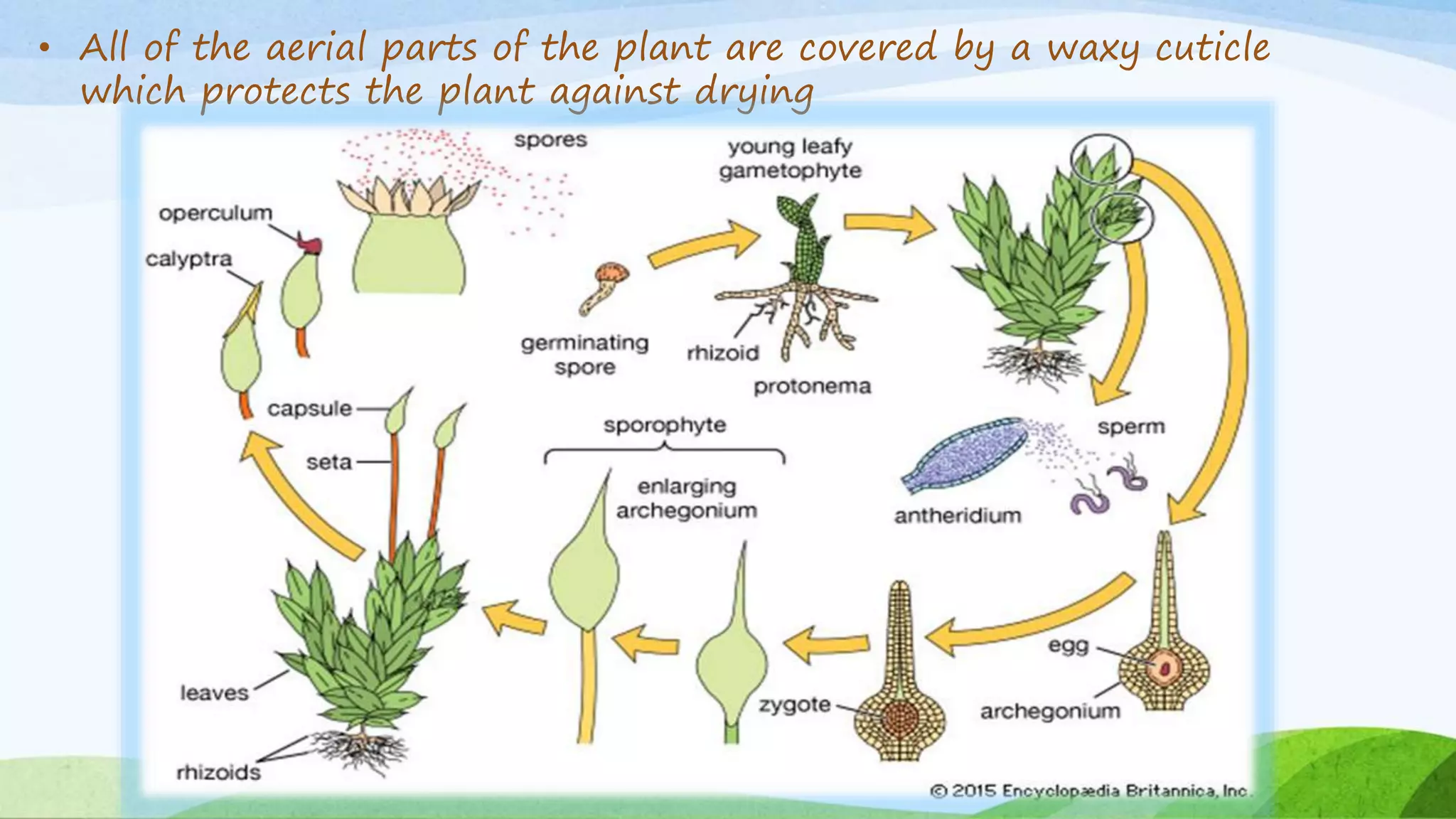 Shoot and root apical meristem | PPTX