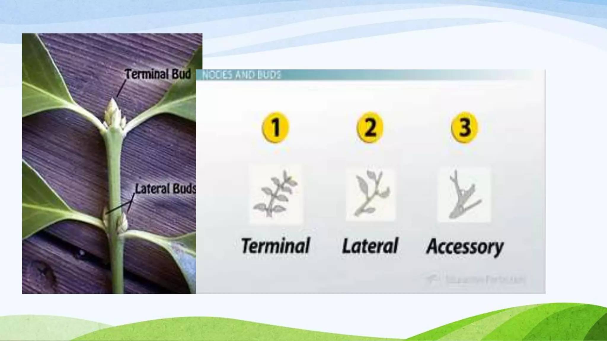 Shoot and root apical meristem | PPTX