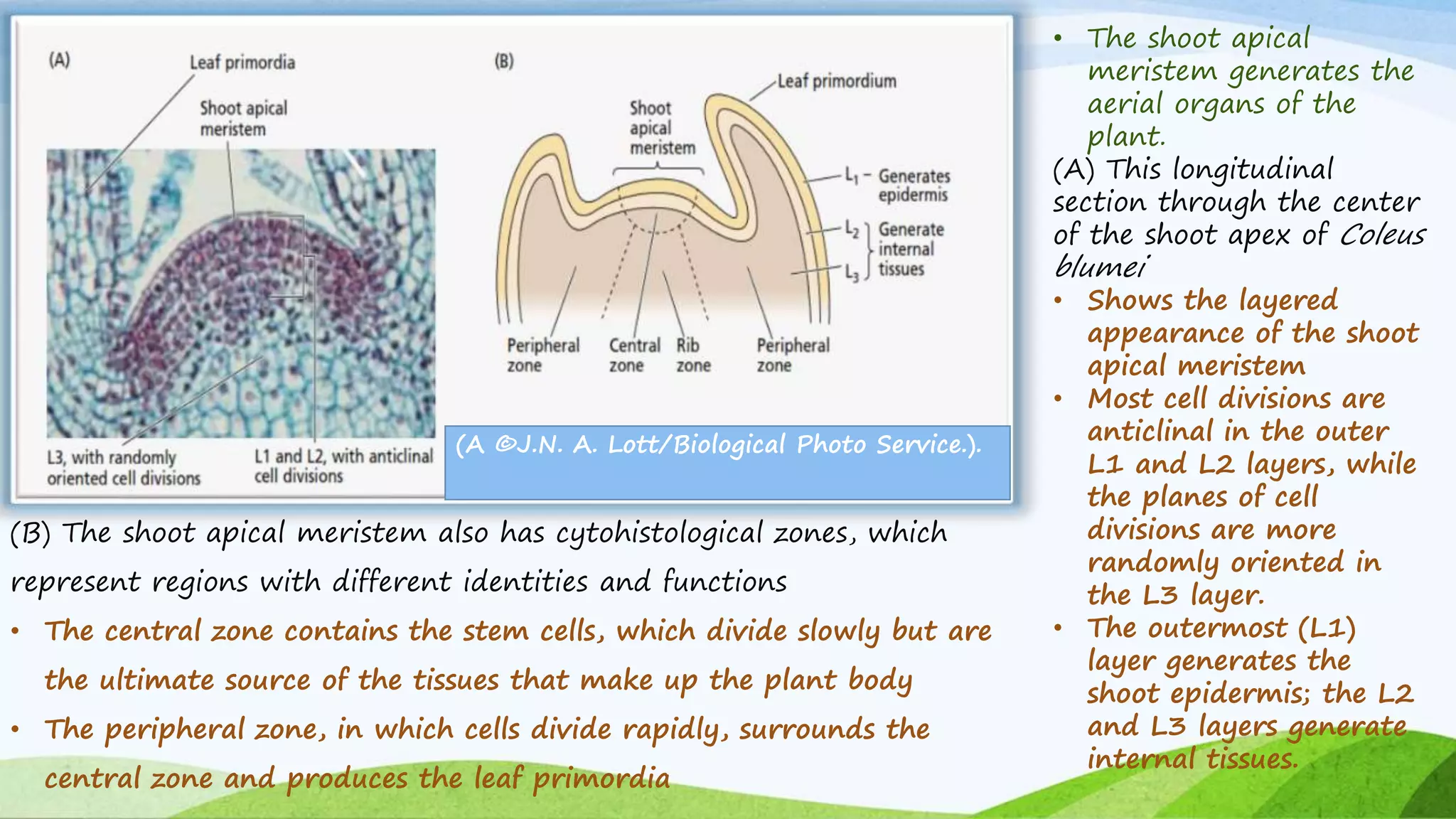 Shoot and root apical meristem | PPTX