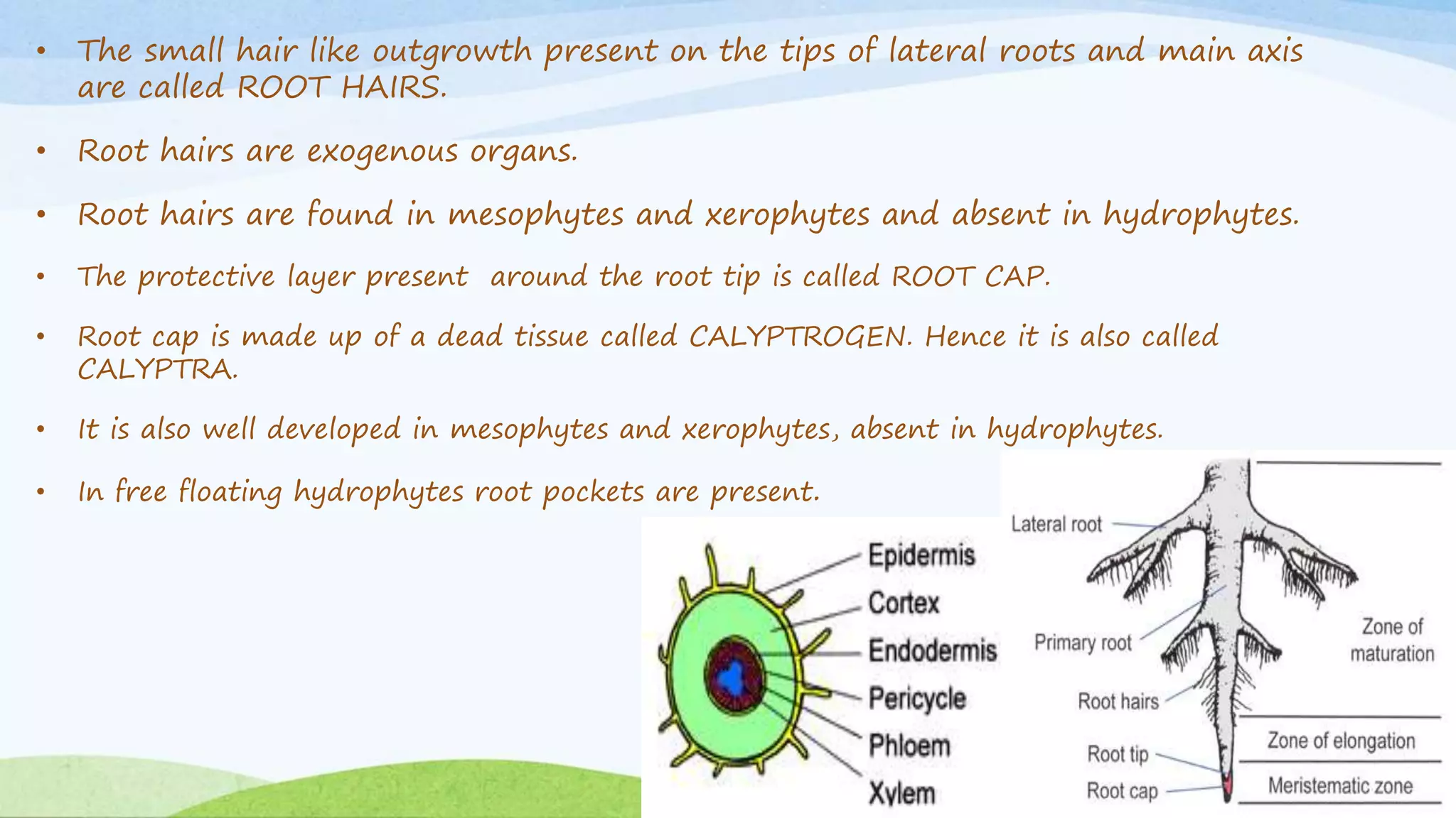 Shoot and root apical meristem | PPTX