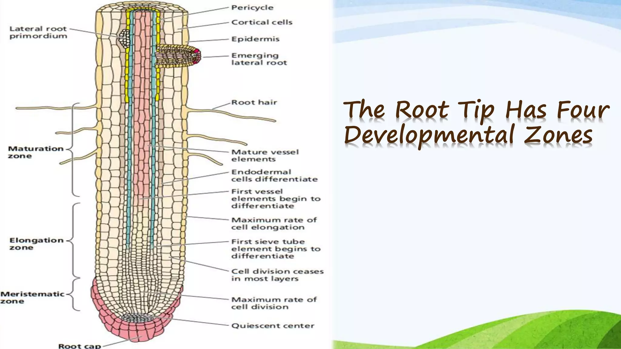 Shoot and root apical meristem | PPTX