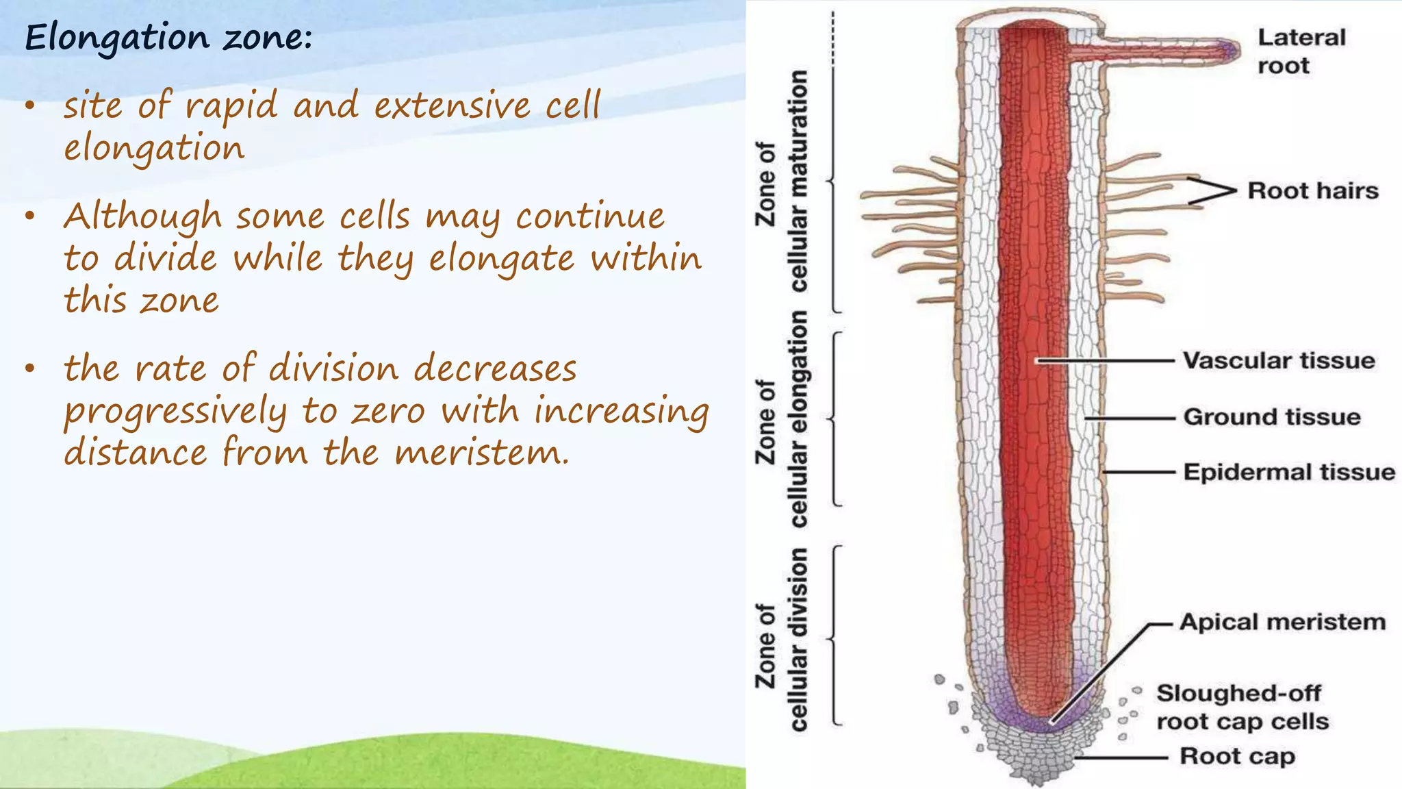 Shoot and root apical meristem | PPTX