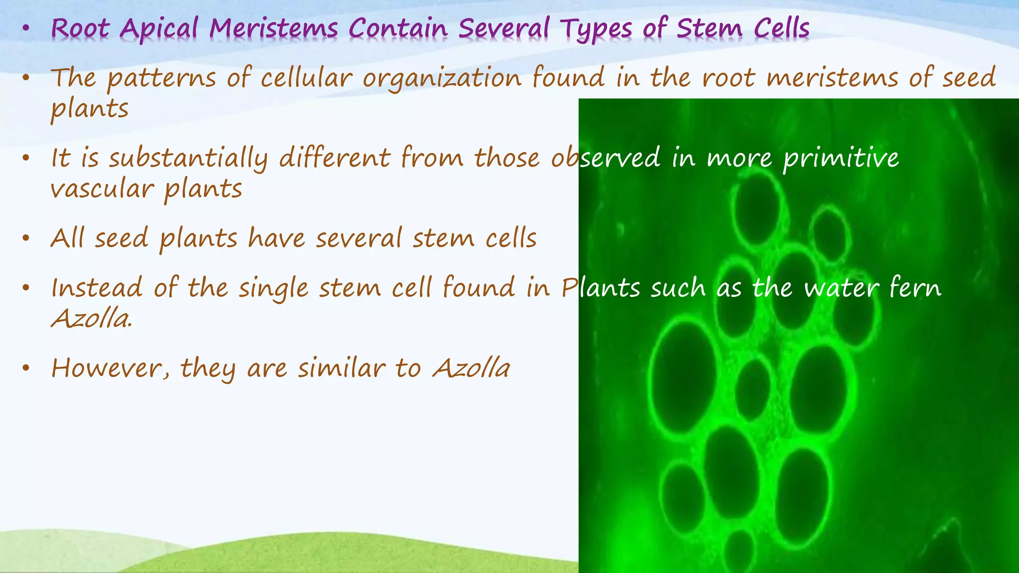 Shoot and root apical meristem | PPTX