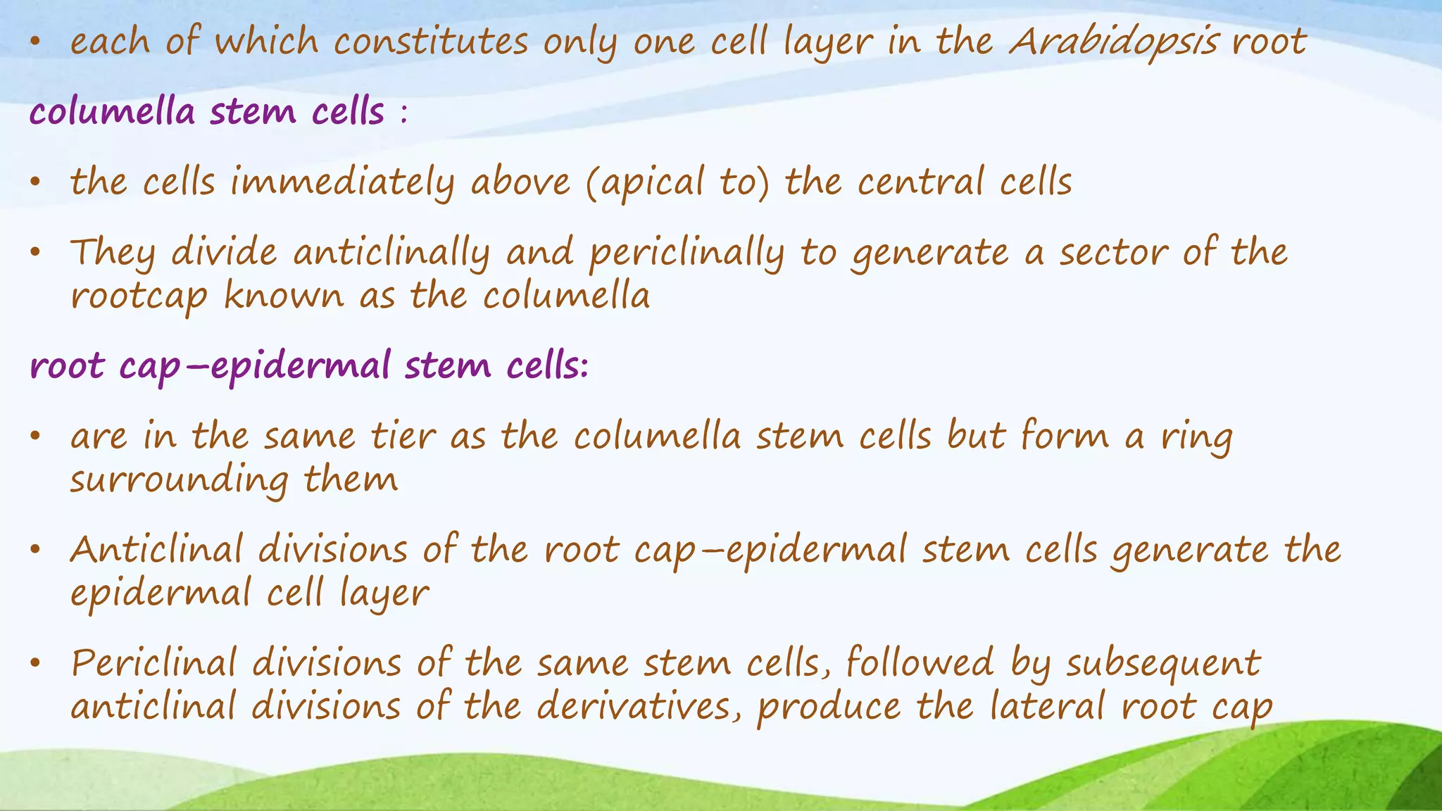 Shoot and root apical meristem | PPTX
