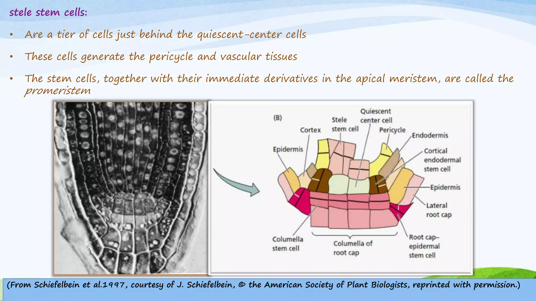 Shoot and root apical meristem | PPTX