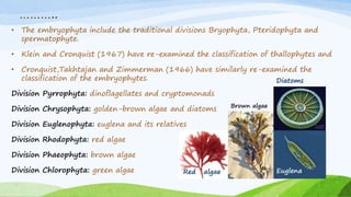 Shoot and root apical meristem | PPTX | Gardening | Home & Garden