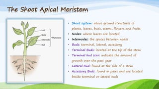 Shoot and root apical meristem | PPTX