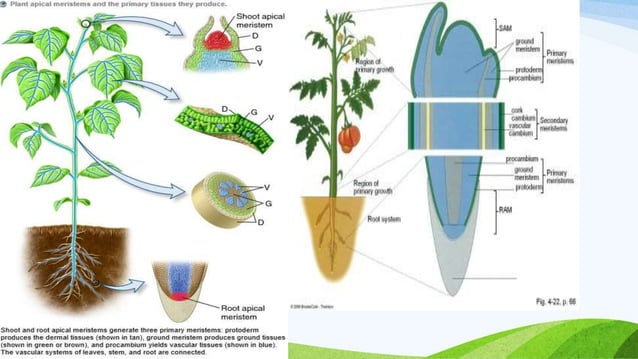 Shoot and root apical meristem | PPTX | Gardening | Home & Garden