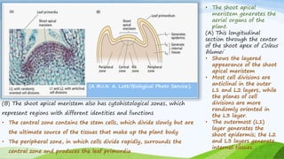 Shoot and root apical meristem | PPTX