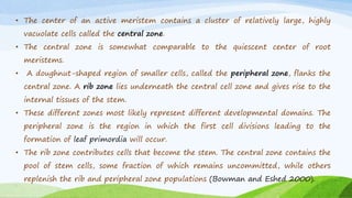Shoot and root apical meristem | PPTX