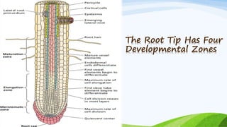 Shoot and root apical meristem | PPTX