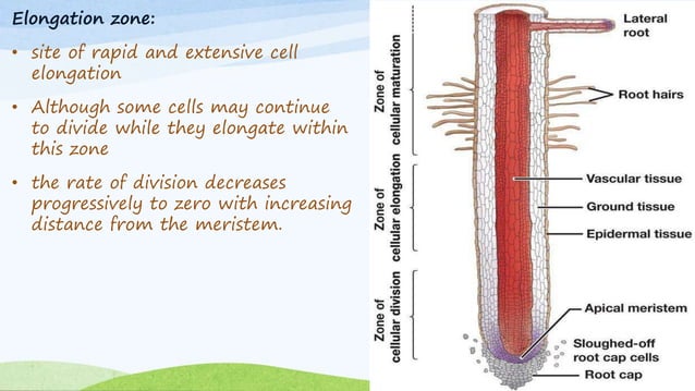 Shoot and root apical meristem | PPTX | Gardening | Home & Garden