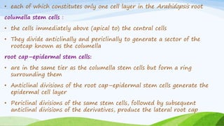 Shoot and root apical meristem | PPTX