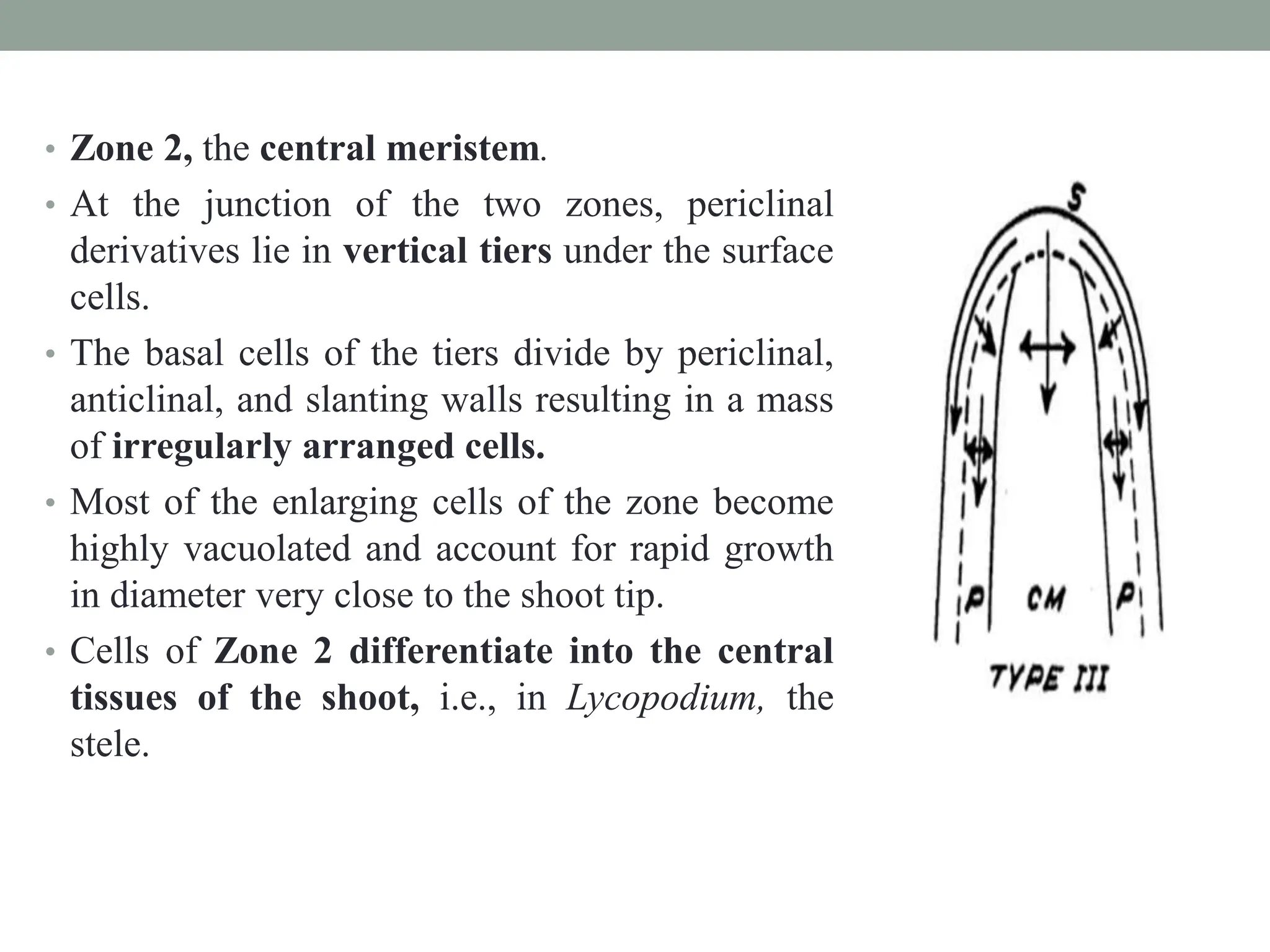 Shoot apex organization and its theories | PPTX