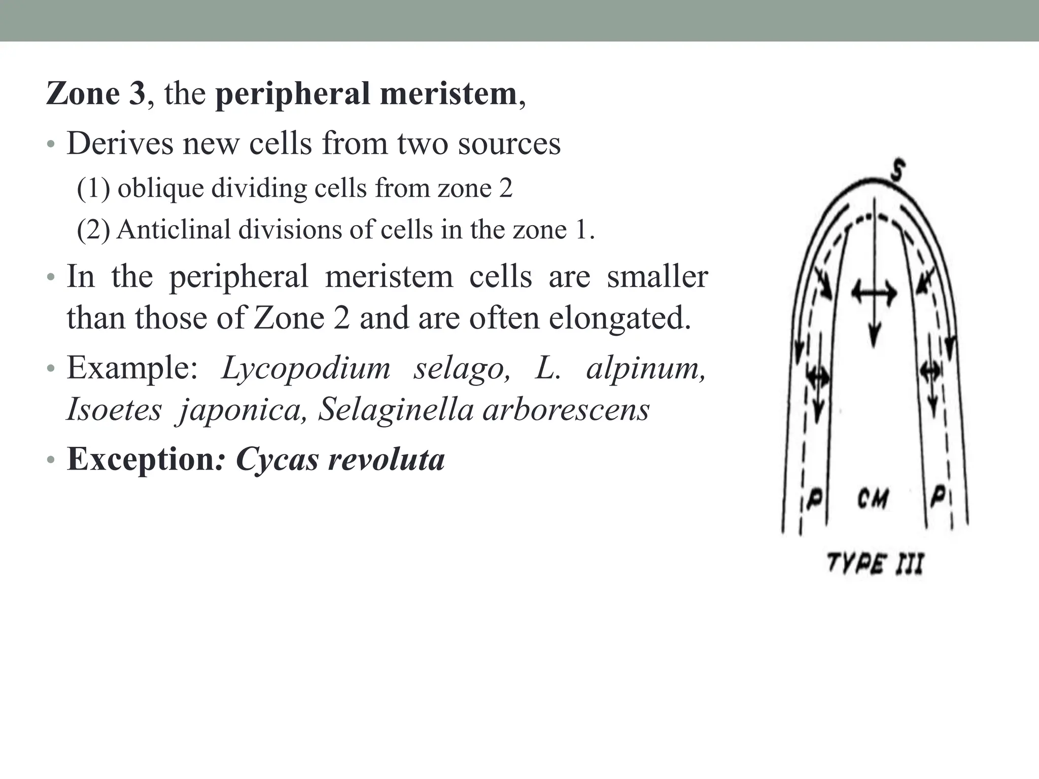 Shoot apex organization and its theories | PPTX