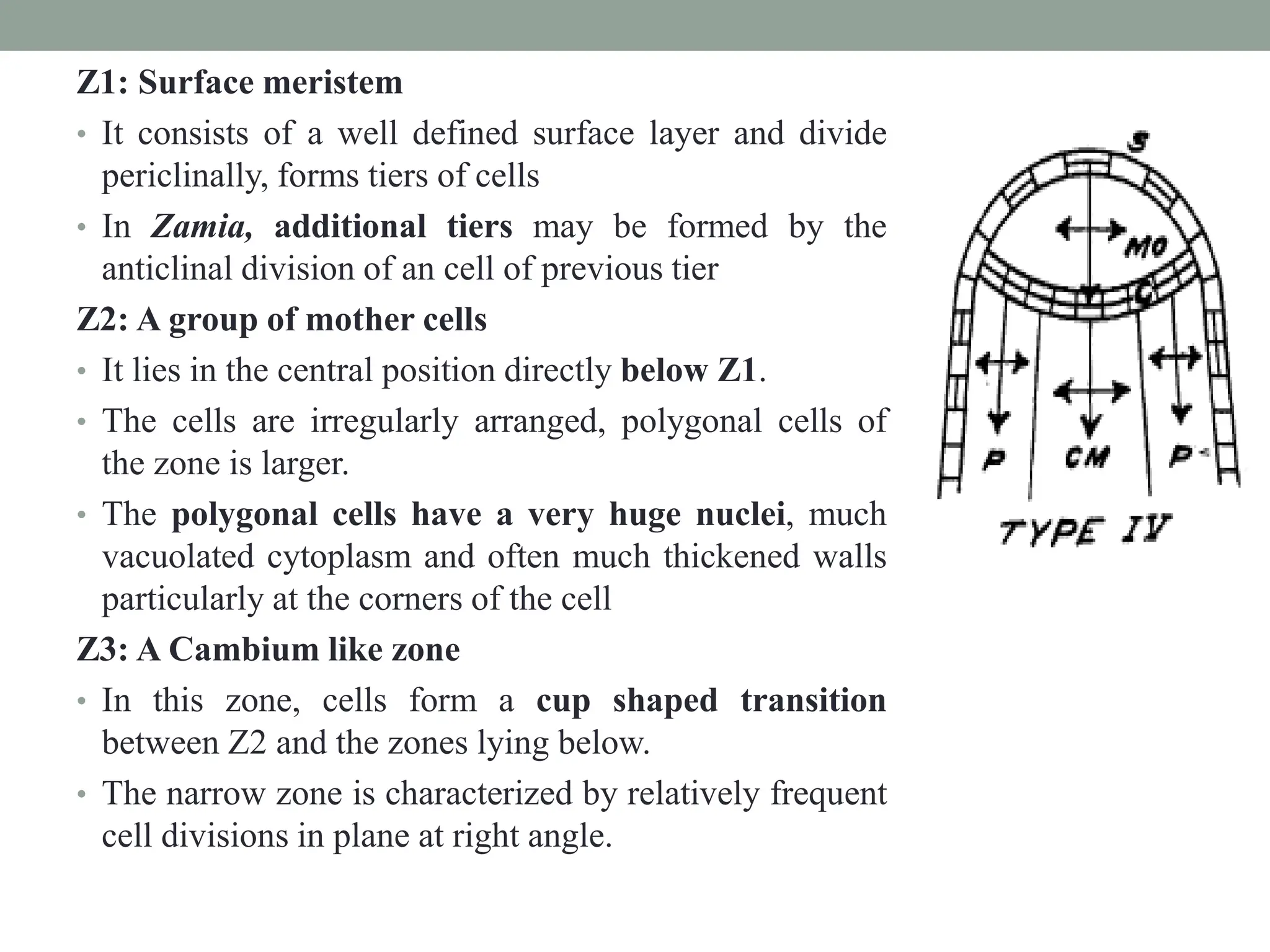 Shoot apex organization and its theories | PPTX