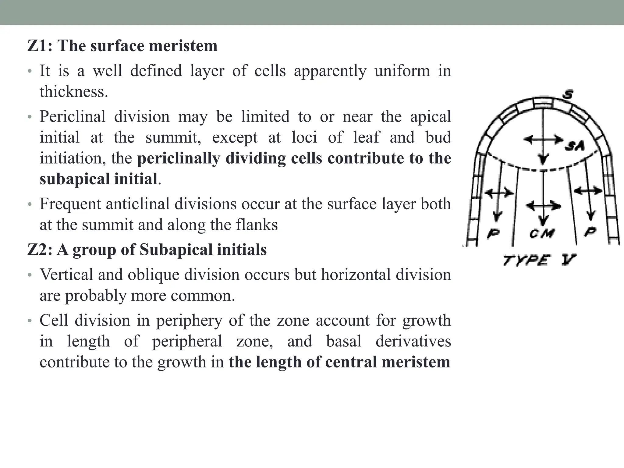 Shoot apex organization and its theories | PPTX