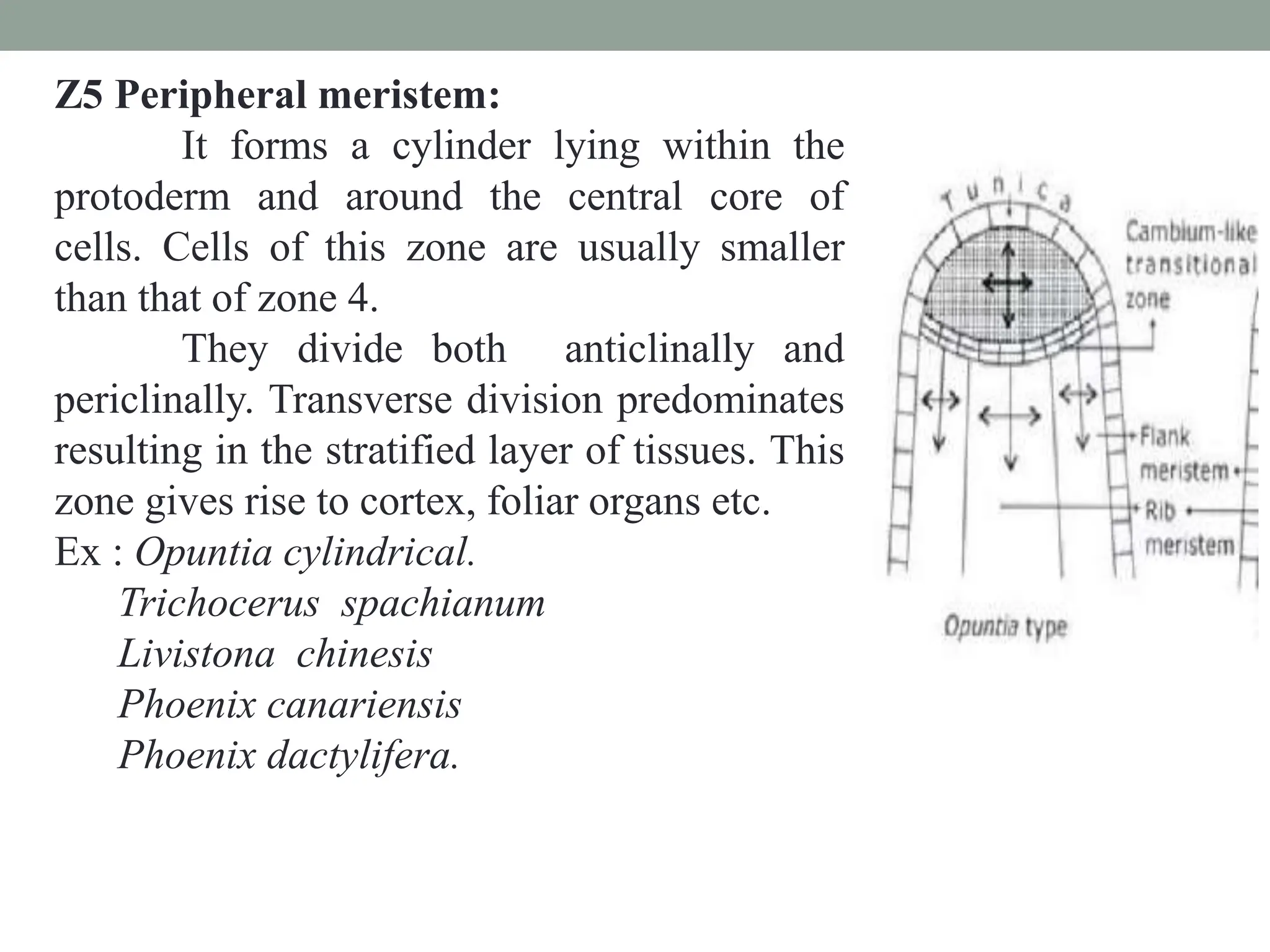 Shoot apex organization and its theories | PPTX