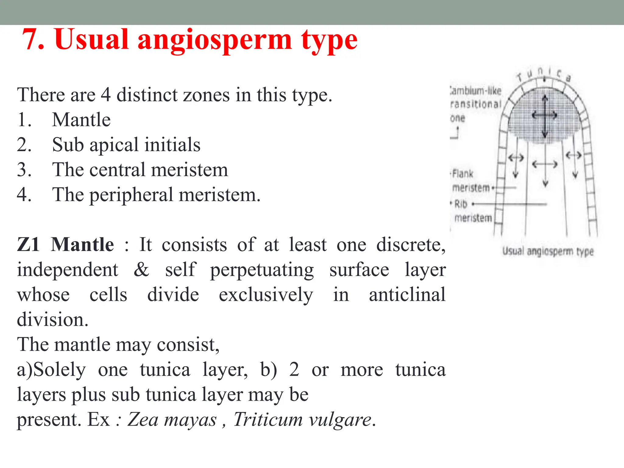 Shoot apex organization and its theories | PPTX