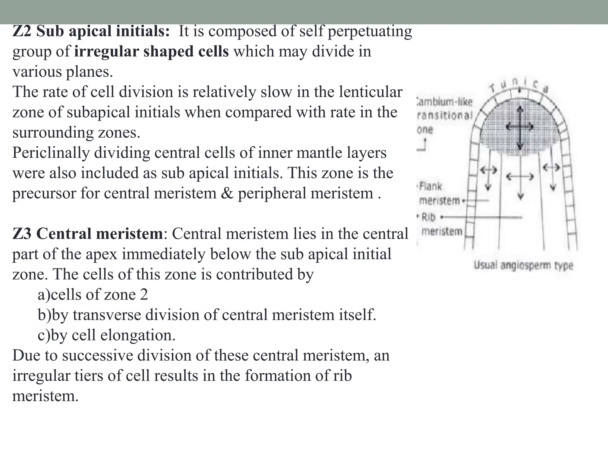 Shoot apex organization and its theories | PPTX
