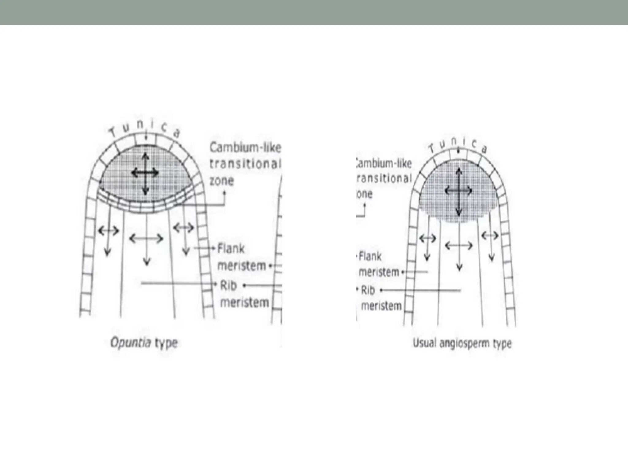 Shoot apex organization and its theories | PPTX
