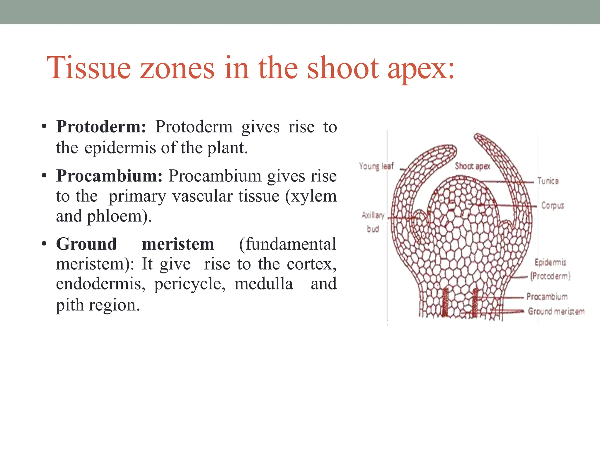 Shoot apex organization and its theories | PPTX