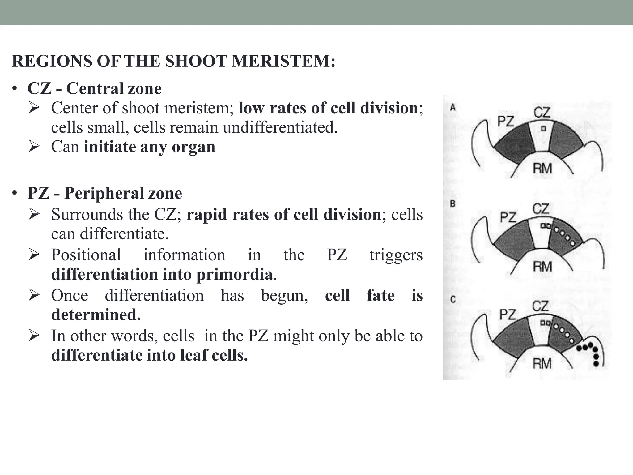 Shoot apex organization and its theories | PPTX