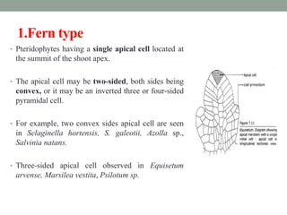 Shoot apex organization and its theories | PPTX