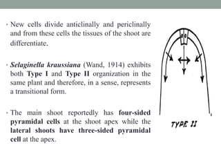 Shoot apex organization and its theories | PPTX