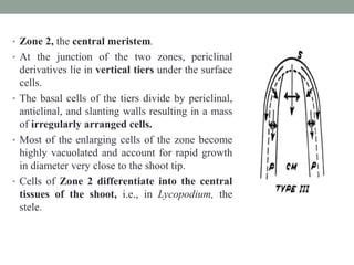 Shoot apex organization and its theories | PPTX