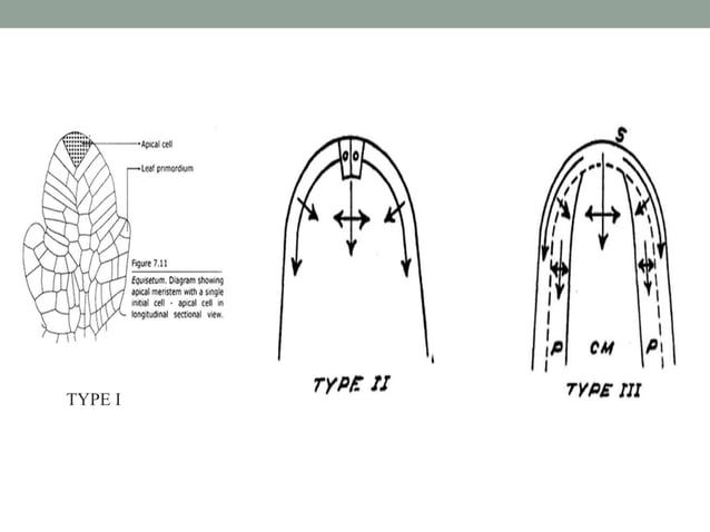 Shoot apex organization and its theories | PPTX