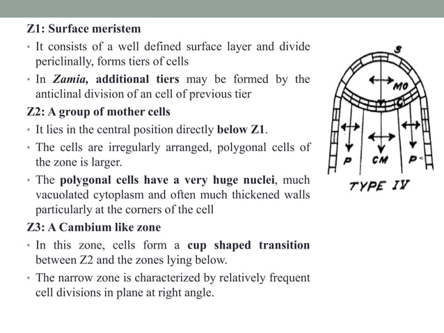 Shoot apex organization and its theories | PPTX