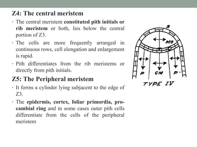 Shoot apex organization and its theories | PPTX